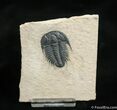 Great Modocia Typicalis - Marjum Formation (#1917) For Sale - FossilEra.com