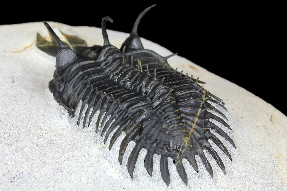 2.3" Short Trident Walliserops Trilobite - Timrzit, Morocco (#161483 ...