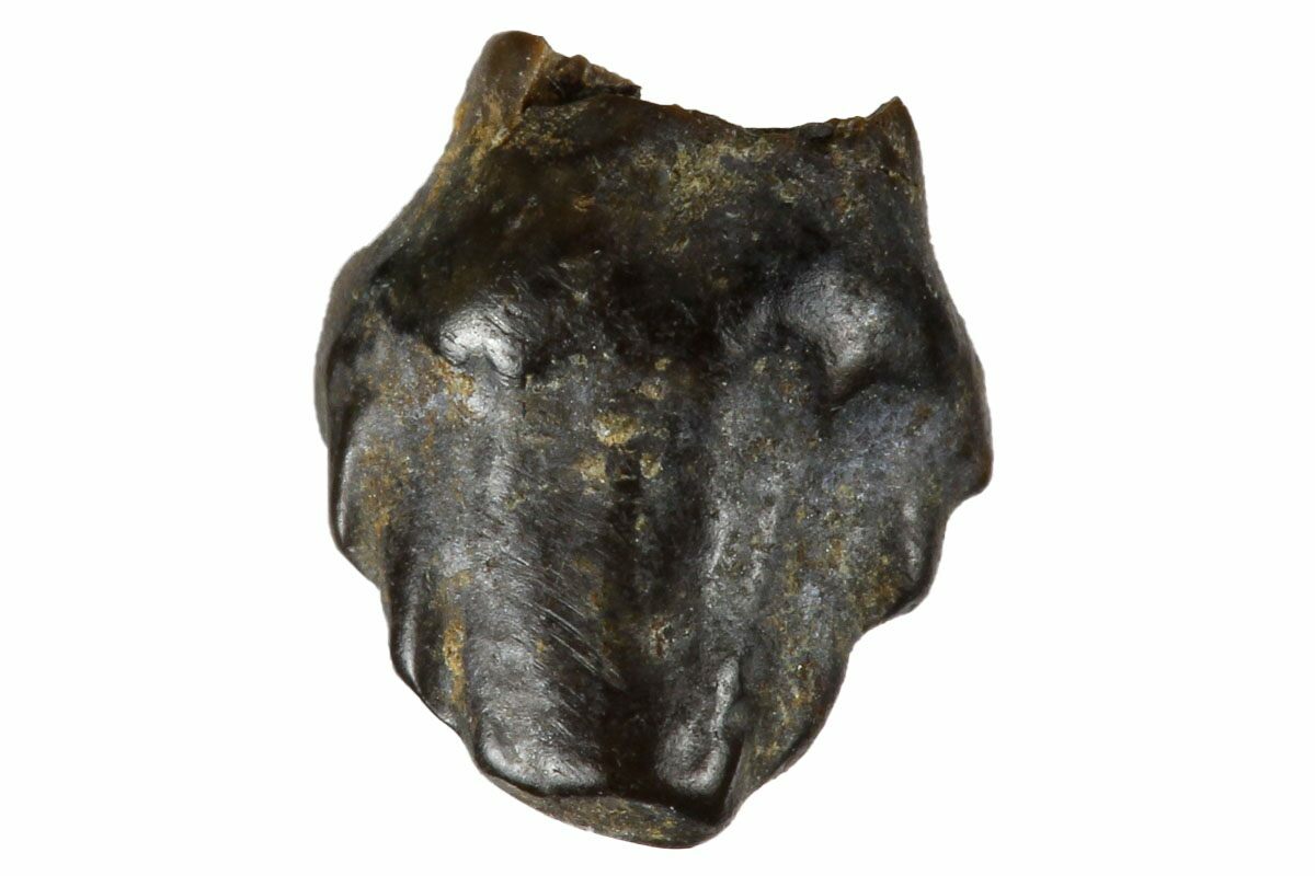 .2" Fossil Pachycephalosaurid Tooth - Montana (#173440) For Sale ...