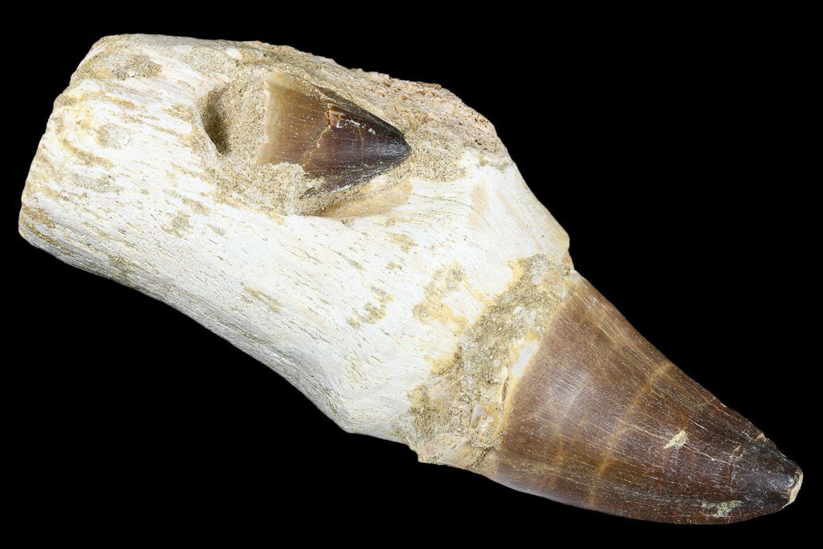 5.4" Fossil Rooted Mosasaur (Prognathodon) Tooth - Morocco (#174355 ...