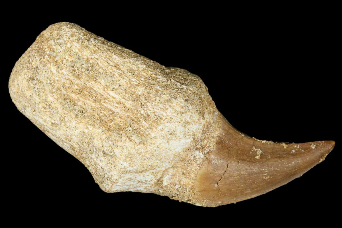 1.7" Fossil Rooted Mosasaur (Halisaurus) Tooth - Morocco (#174283) For ...