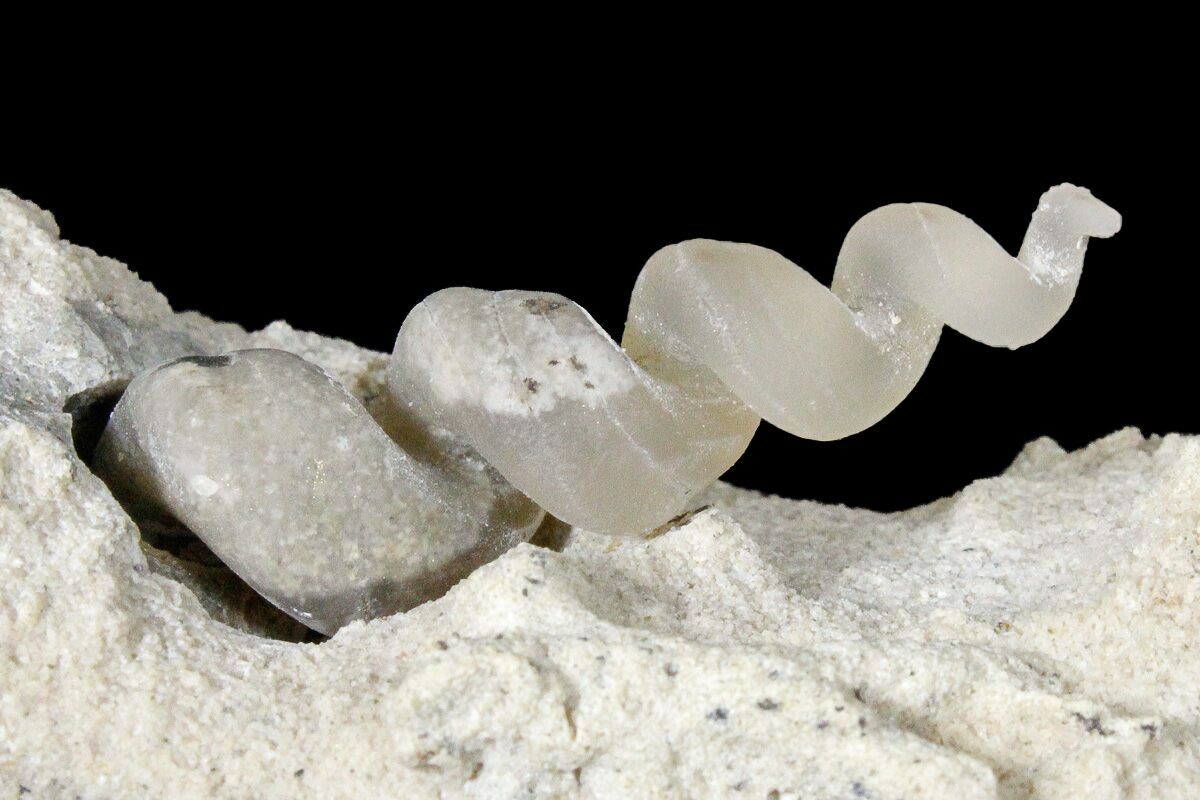Fluorescent Fossil Gastropods in Limestone - Russia (#174900) For Sale ...