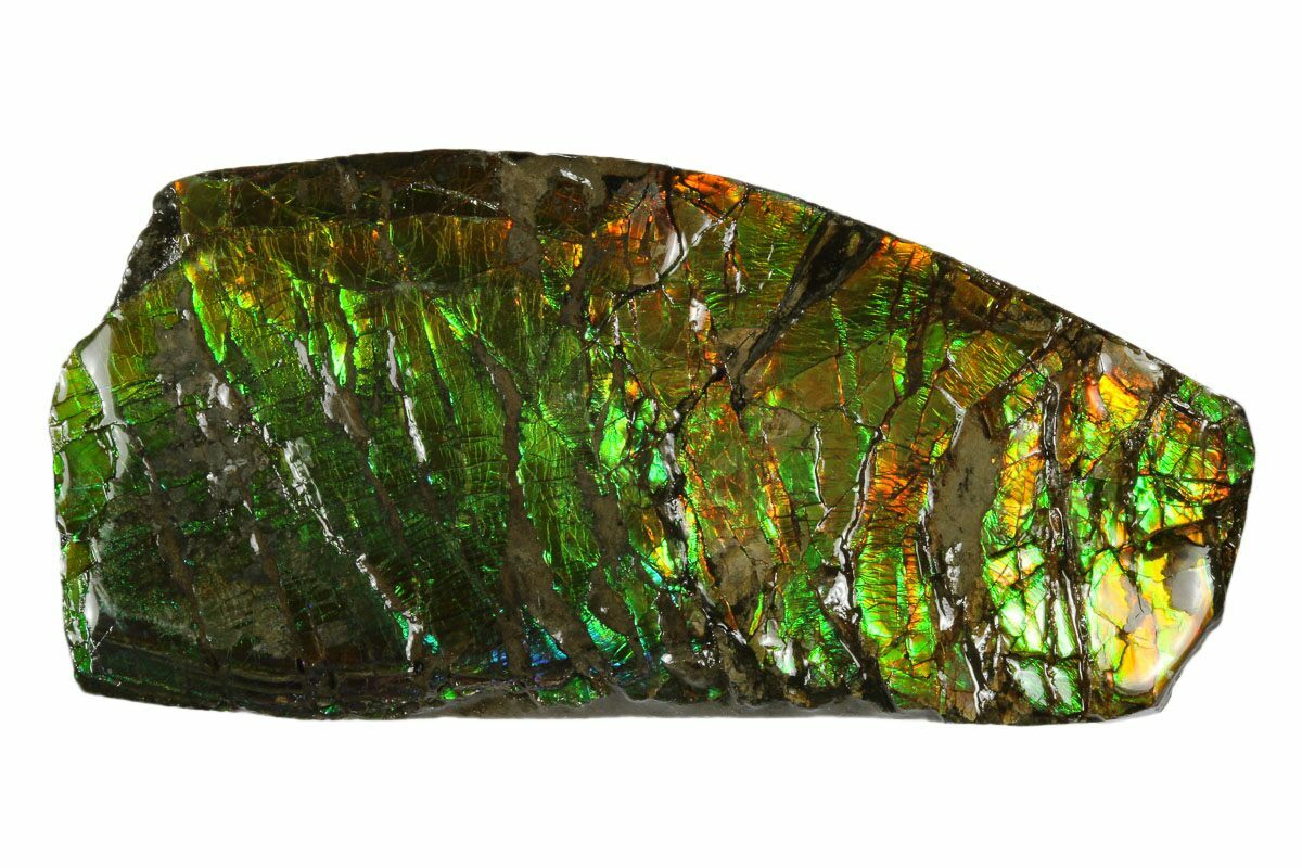 3" Iridescent Ammolite (Fossil Ammonite Shell) - Alberta, Canada ...