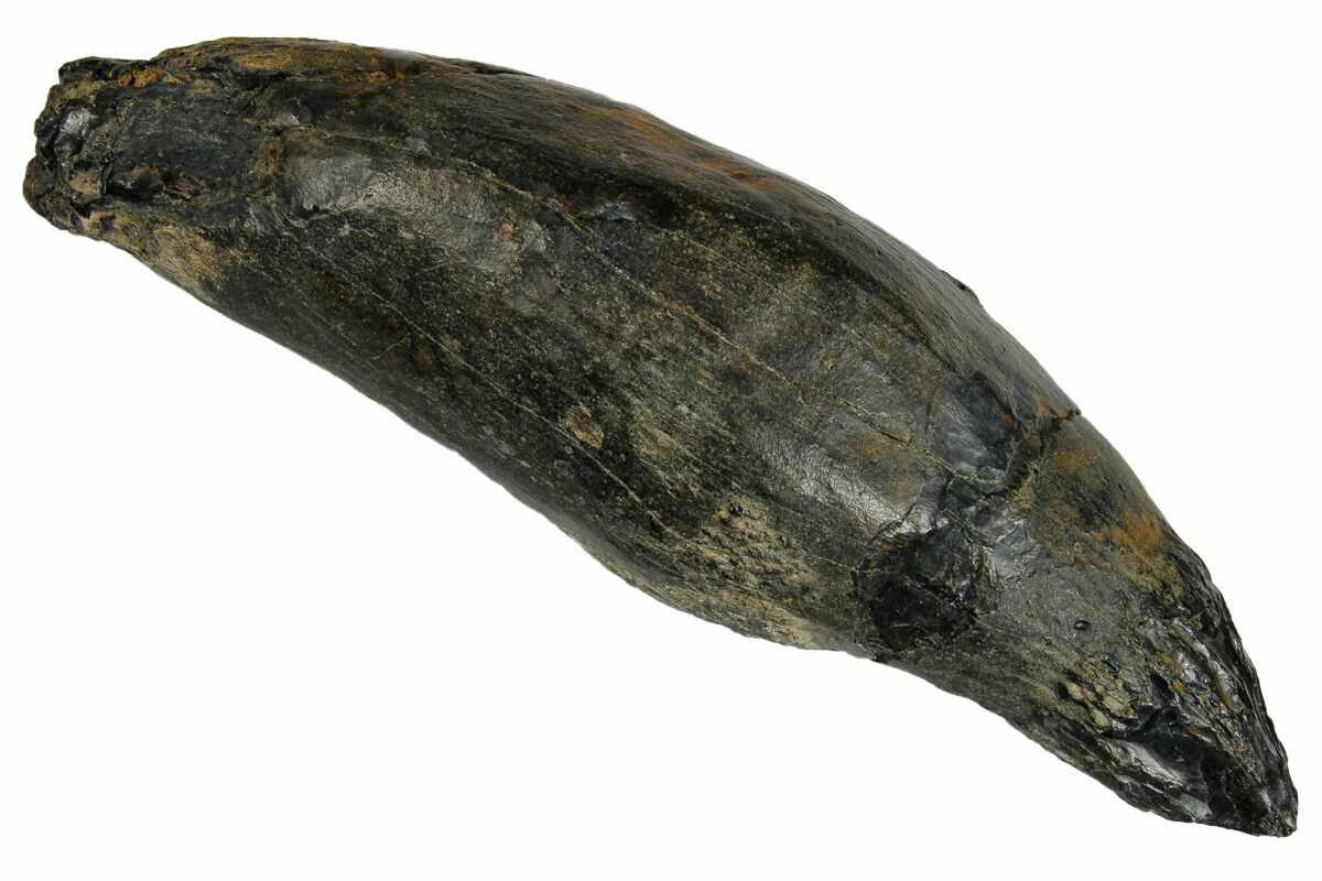 5.5" Fossil Sperm Whale (Scaldicetus) Tooth - South Carolina (#176000 ...