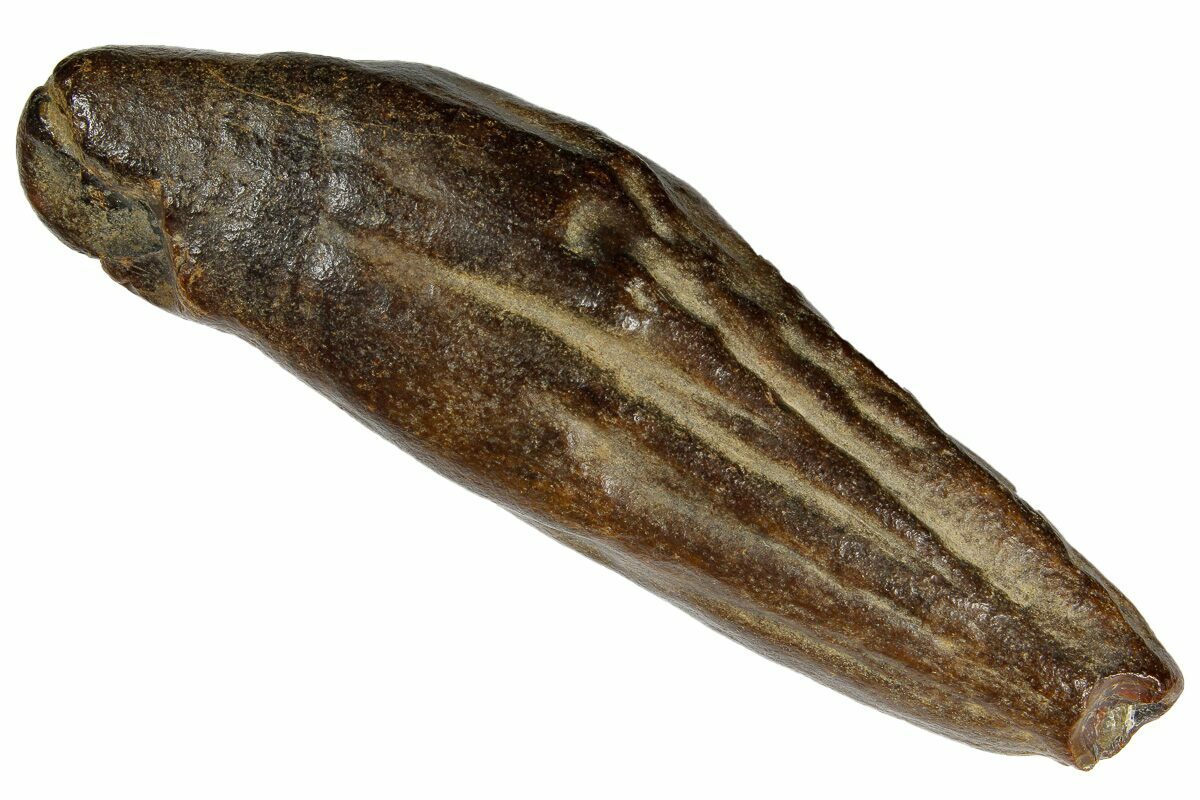 3.15" Fossil Sperm Whale (Scaldicetus) Tooth - South Carolina (#176016 ...