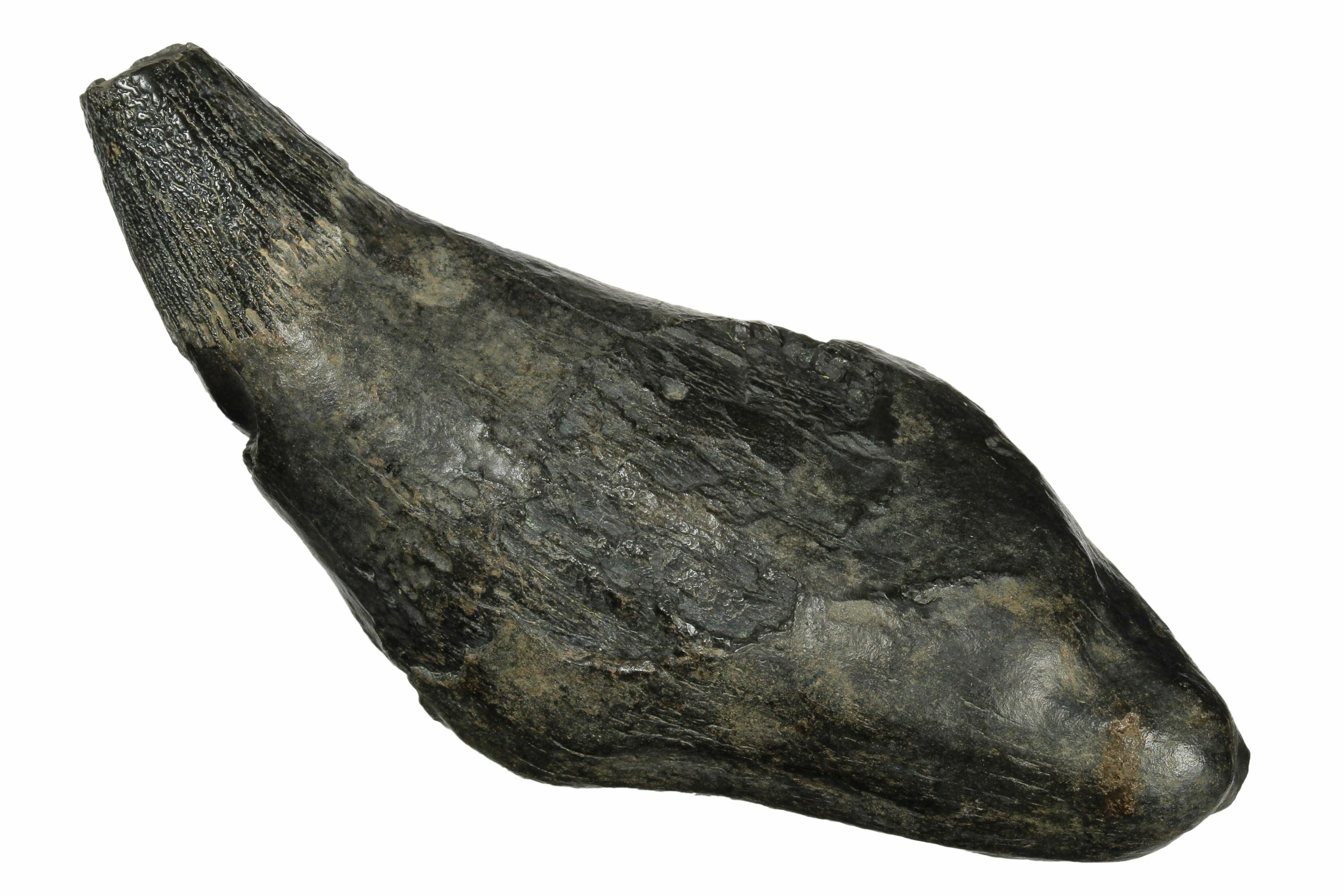 4.3" Fossil Sperm Whale (Scaldicetus) Tooth - South Carolina (#175993 ...