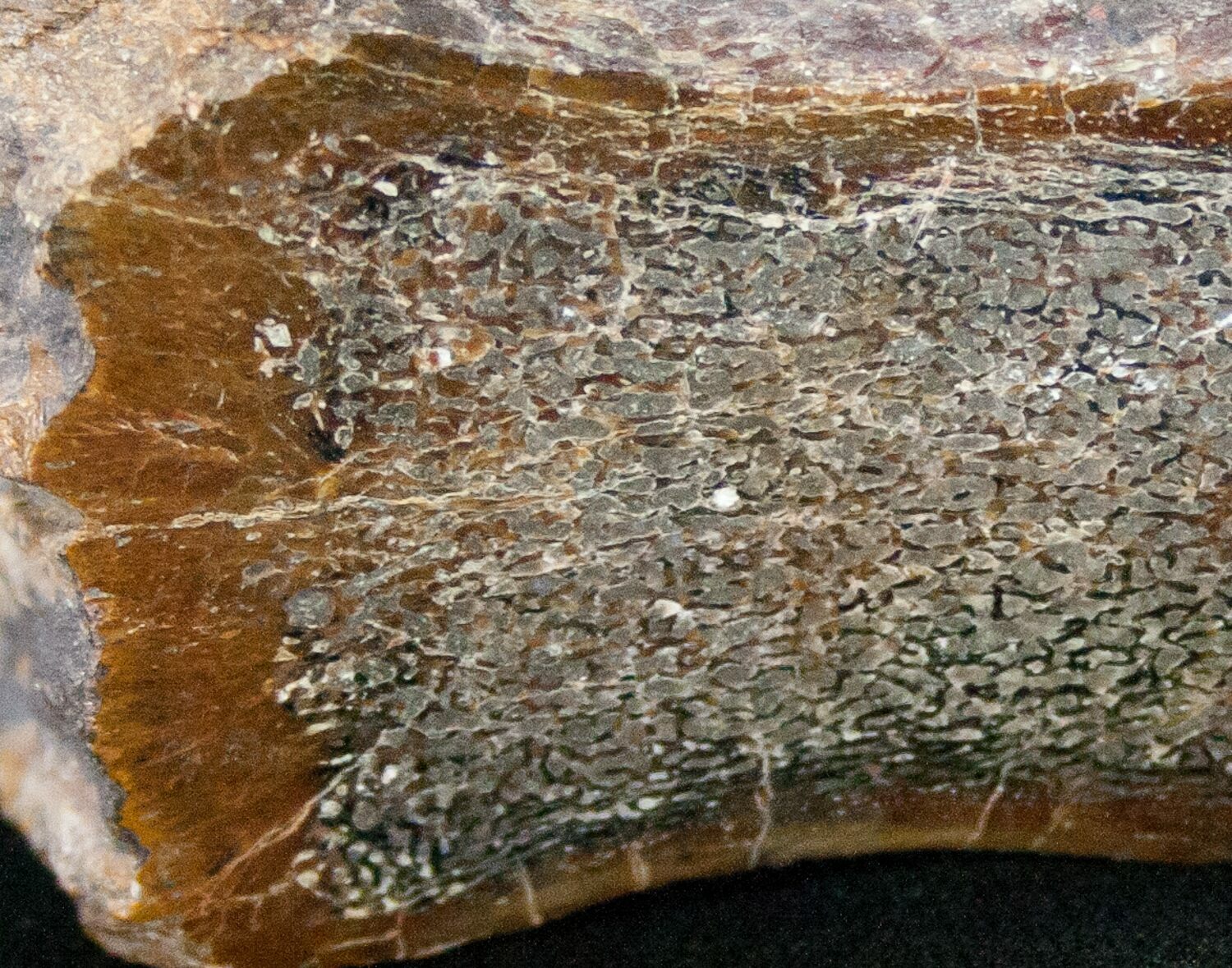Agatized Dinosaur Bone - Polished (#11444) For Sale - FossilEra.com