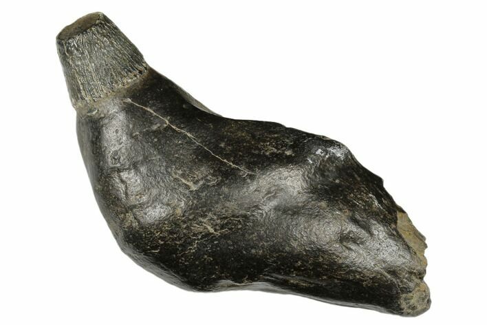 5" Fossil Sperm Whale (Scaldicetus) Tooth - South Carolina (#176146 ...