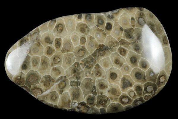Petoskey Stones For Sale - FossilEra.com