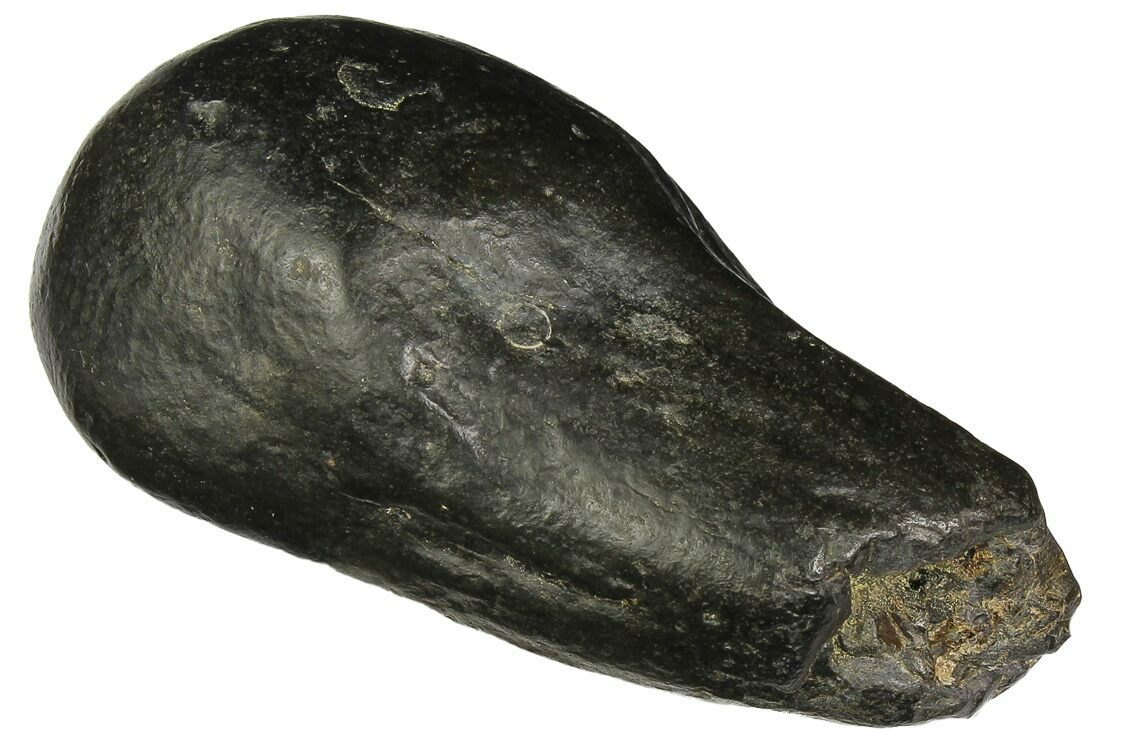 3.1" Fossil Sperm Whale (Scaldicetus) Tooth - South Carolina (#176188 ...