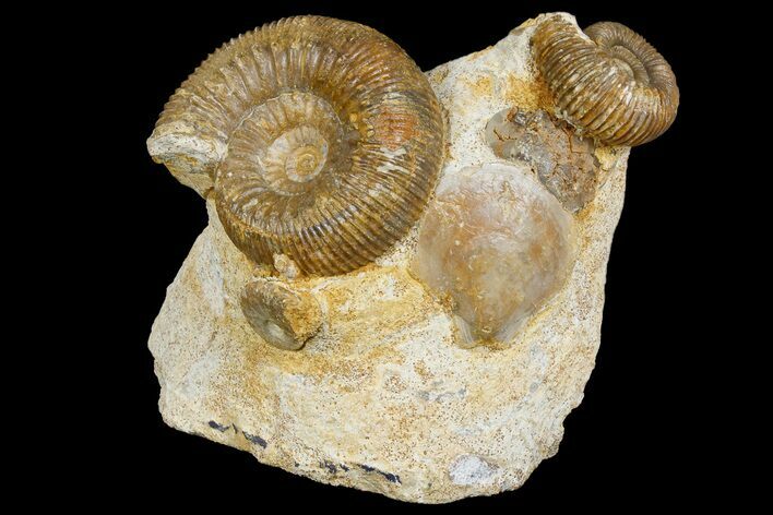 Jurassic Ammonites (Stephanoceras) - Fresney, France (#177613) For Sale ...
