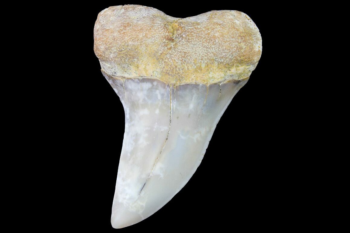1.34" Fossil Shark Tooth (Carcharodon planus) - Bakersfield, CA ...