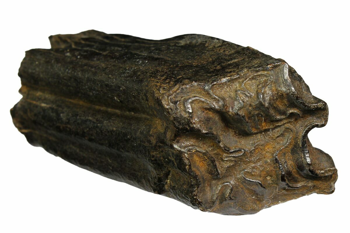 2.5" Pleistocene Aged Fossil Horse Tooth - South Carolina (#178839) For ...