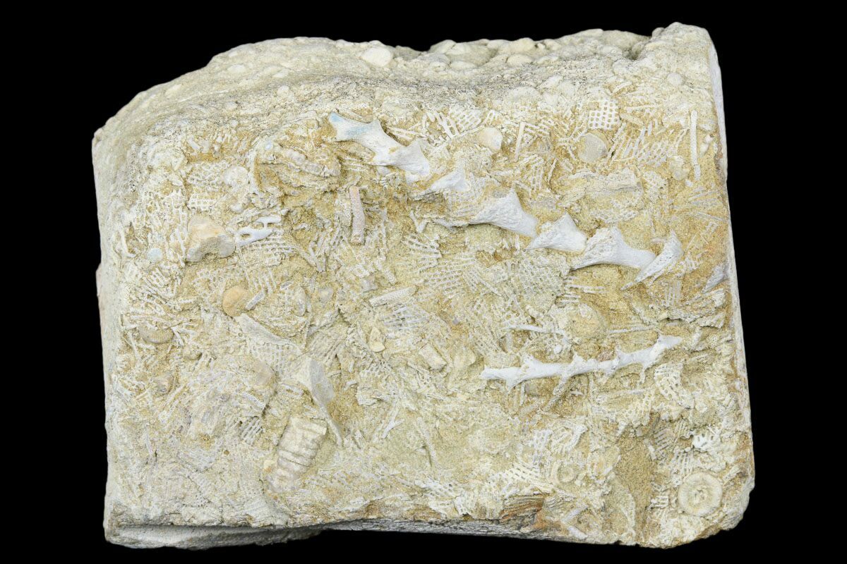 2.4" Plate of Archimedes Screw Bryozoan Fossils - Alabama (#178188) For ...