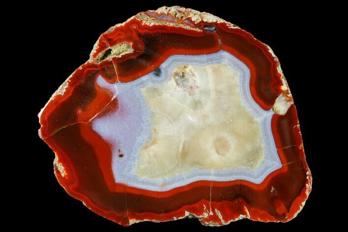 5.5" Vibrant Polished Apache Agate - Mexico (#181010) For Sale ...