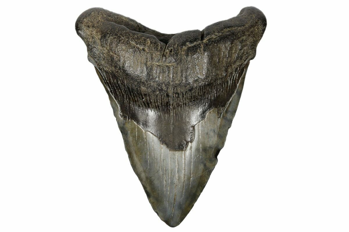 5.91" Fossil Megalodon Tooth - Huge Meg Tooth (#182700) For Sale ...