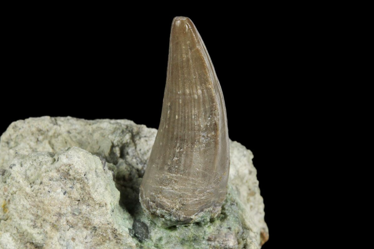 .85" Jurassic Crocodile (Goniopholis?) Tooth - Colorado (#182628) For ...