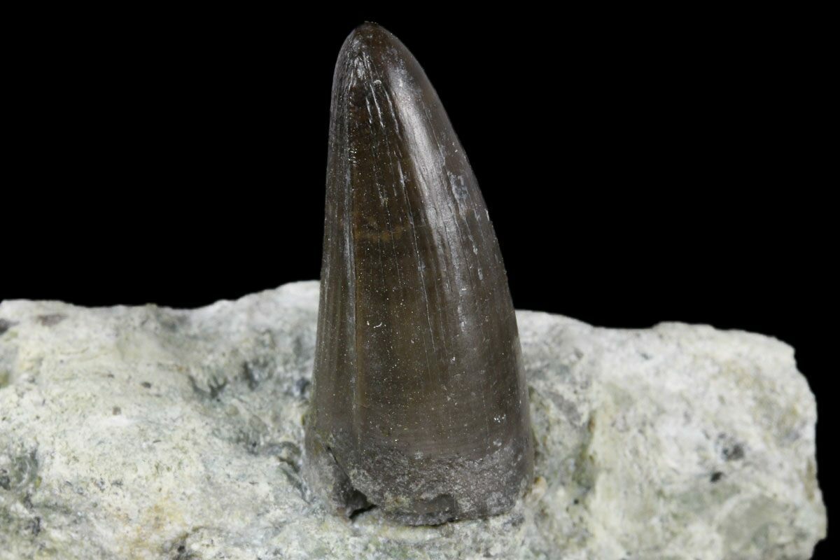 .81" Jurassic Crocodile (Goniopholis?) Tooth - Colorado (#182633) For ...