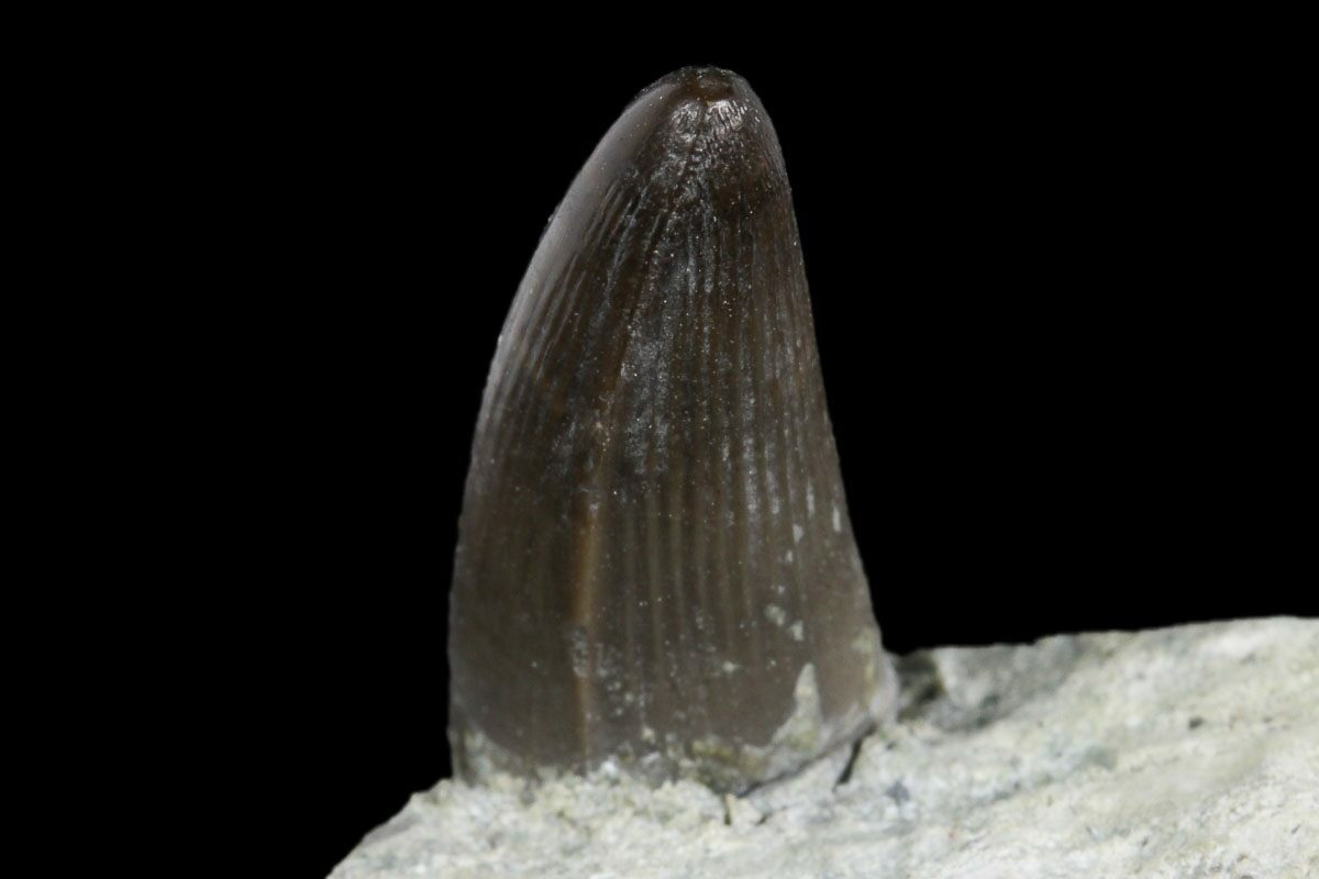 .81" Jurassic Crocodile (Goniopholis?) Tooth - Colorado (#182633) For ...
