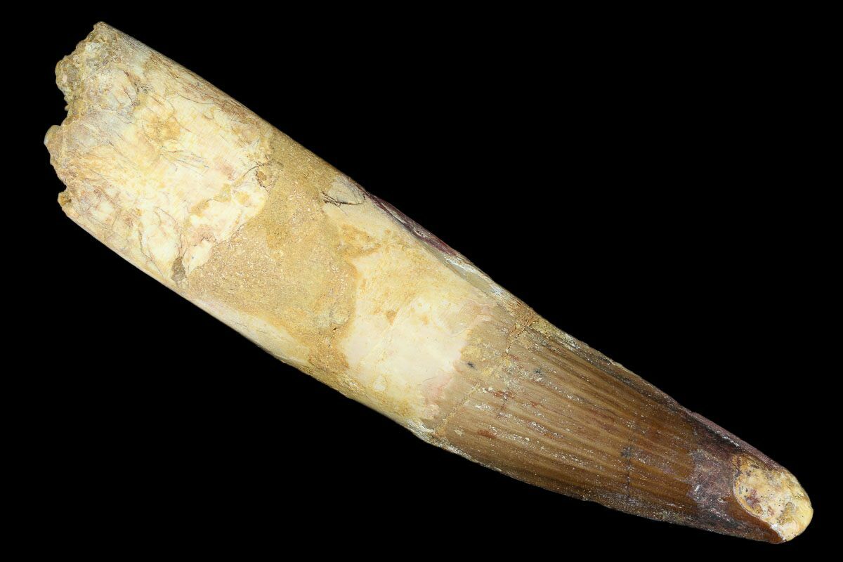 Bargain, 4.2" Fossil Spinosaurus Tooth - Restored Root (#182783) For ...