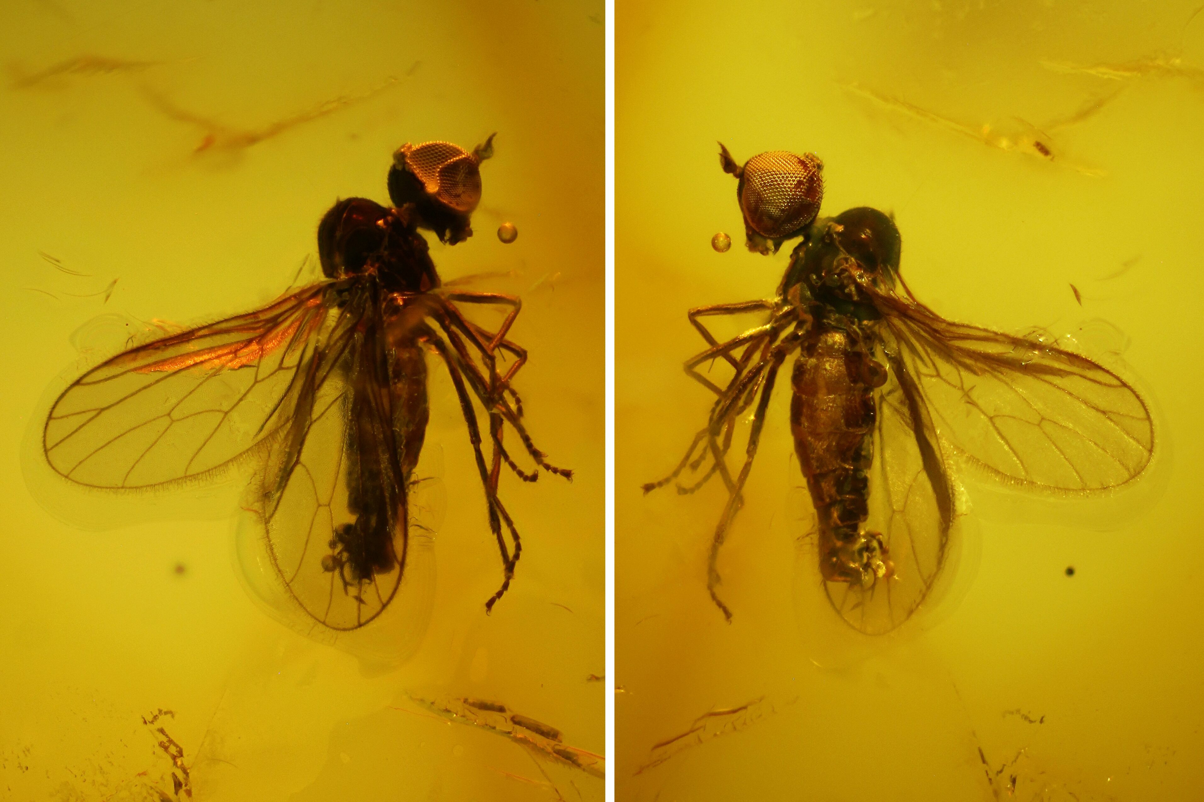 Fossil Fly (Diptera) In Baltic Amber (#183555) For Sale - FossilEra.com