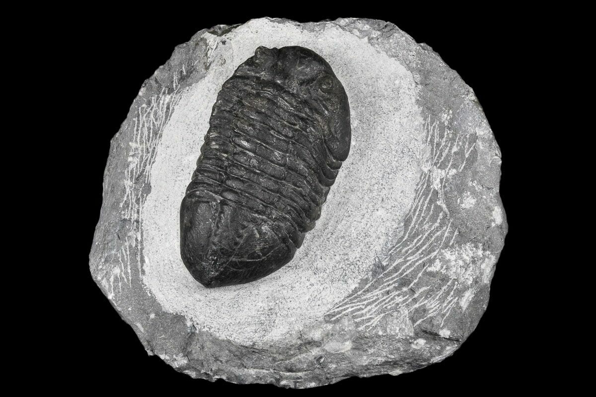 Bargain, 3.05" Asaphus Trilobite - Slemestadt, Norway (#183629) For ...