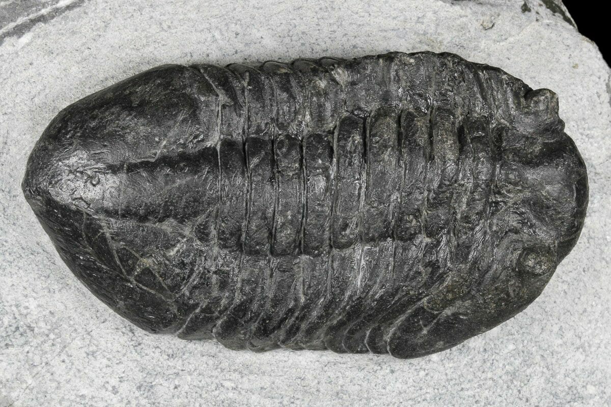 Bargain, 3.05" Asaphus Trilobite - Slemestadt, Norway (#183629) For ...