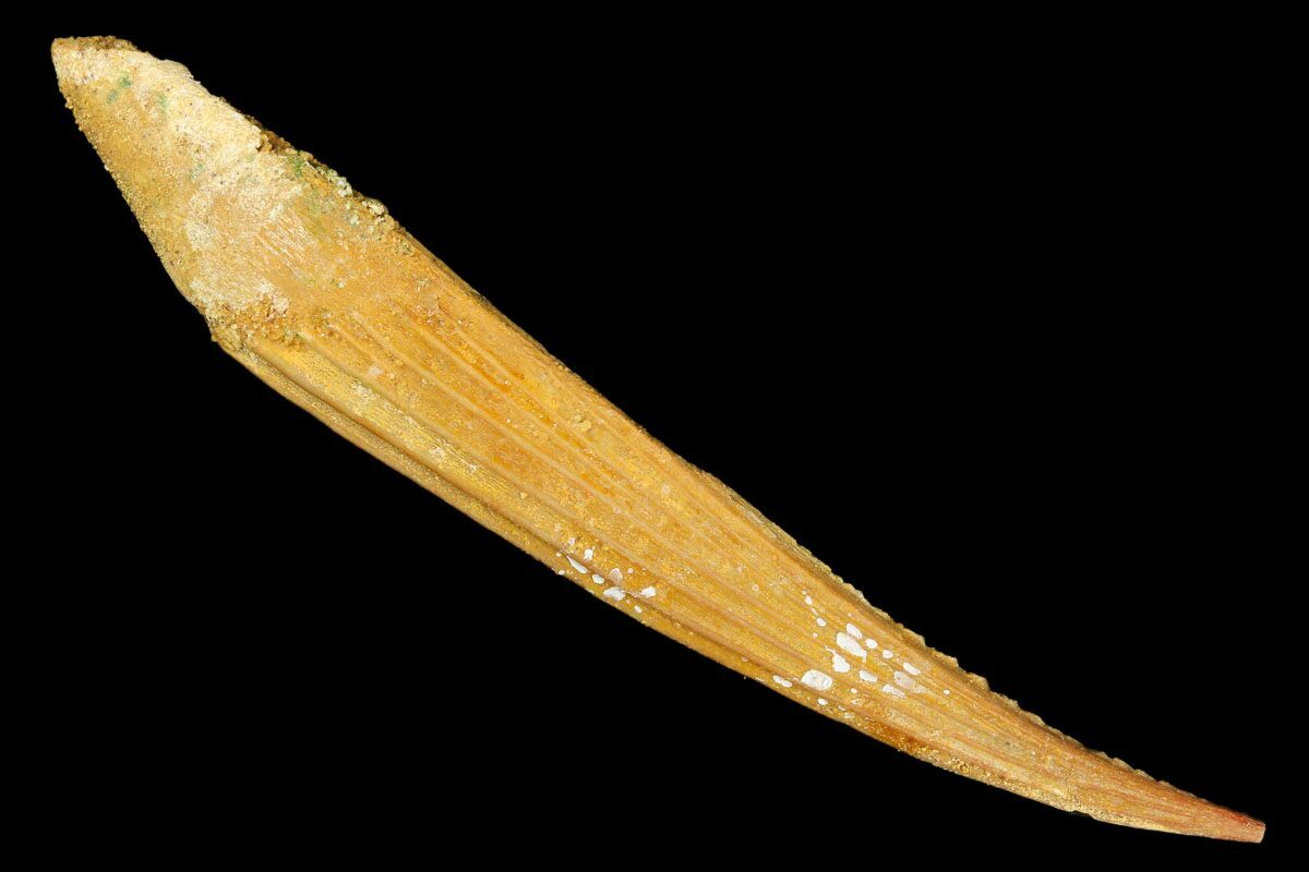 3.25" Fossil Shark (Hybodus) Dorsal Spine - Kem Kem Beds, Morocco ...
