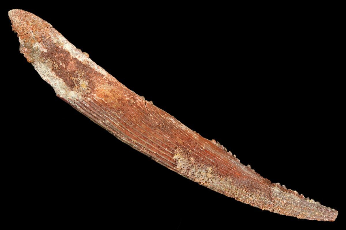 5" Fossil Shark (Hybodus) Dorsal Spine - Kem Kem Beds, Morocco (#183456 ...