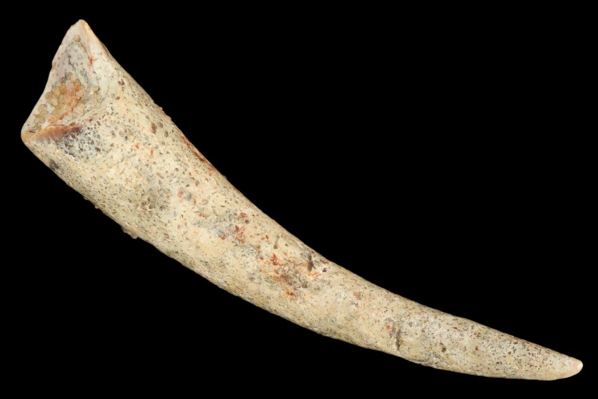 1.5" Fossil Pterosaur (Siroccopteryx) Tooth - Morocco (#183672) For ...