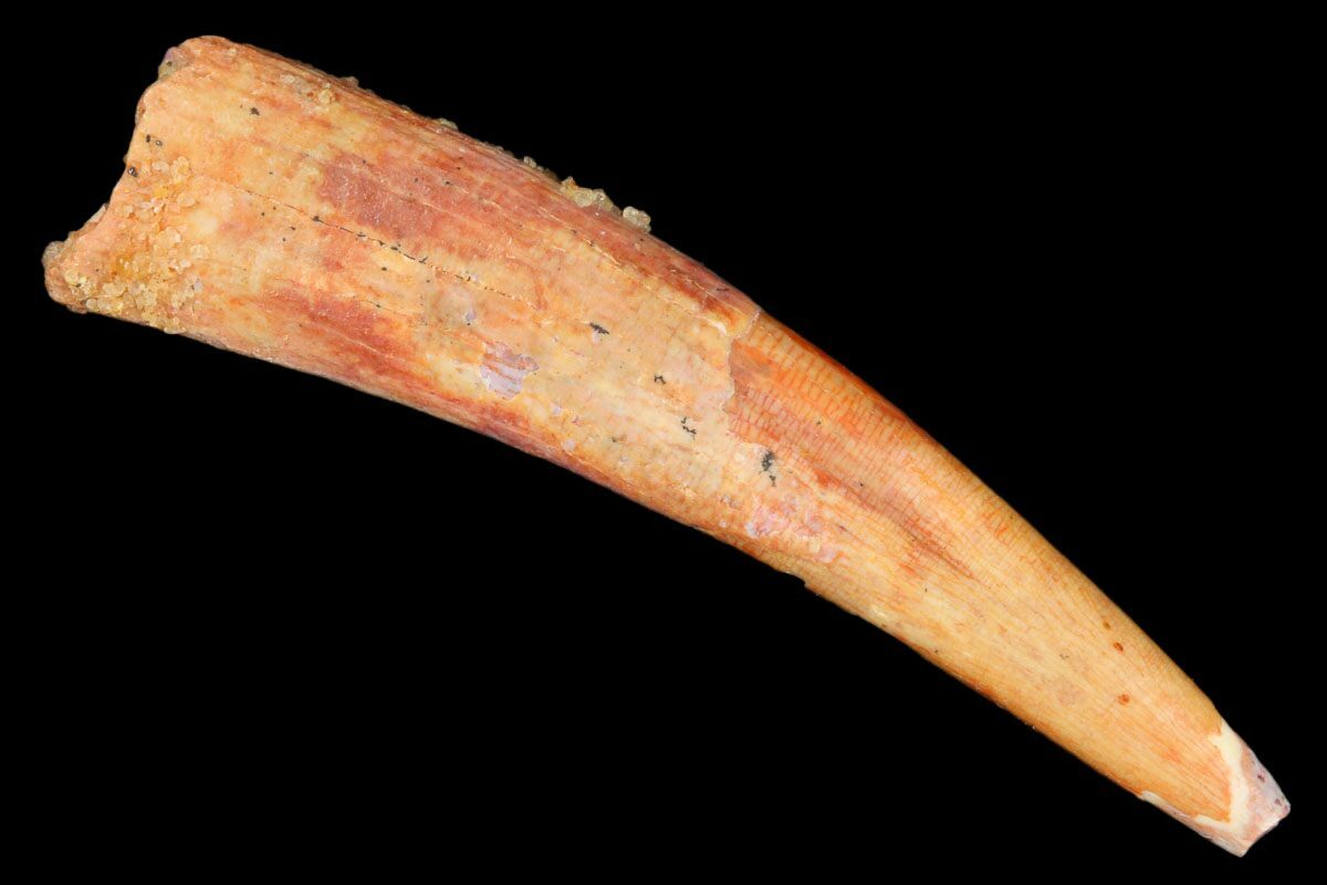 1.15" Fossil Pterosaur (Siroccopteryx) Tooth - Morocco (#183685) For ...