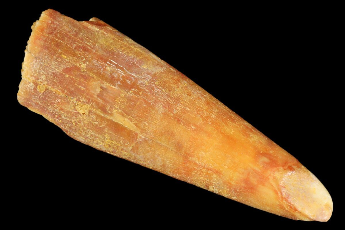 .97" Fossil Pterosaur (Siroccopteryx) Tooth - Morocco (#183687) For ...