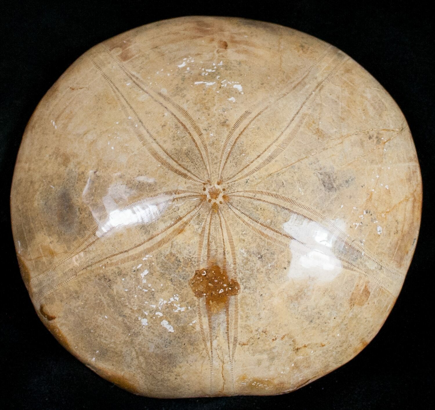 Large, Top Quality Polished Fossil Sand Dollar For Sale (#11840) - FossilEra.com