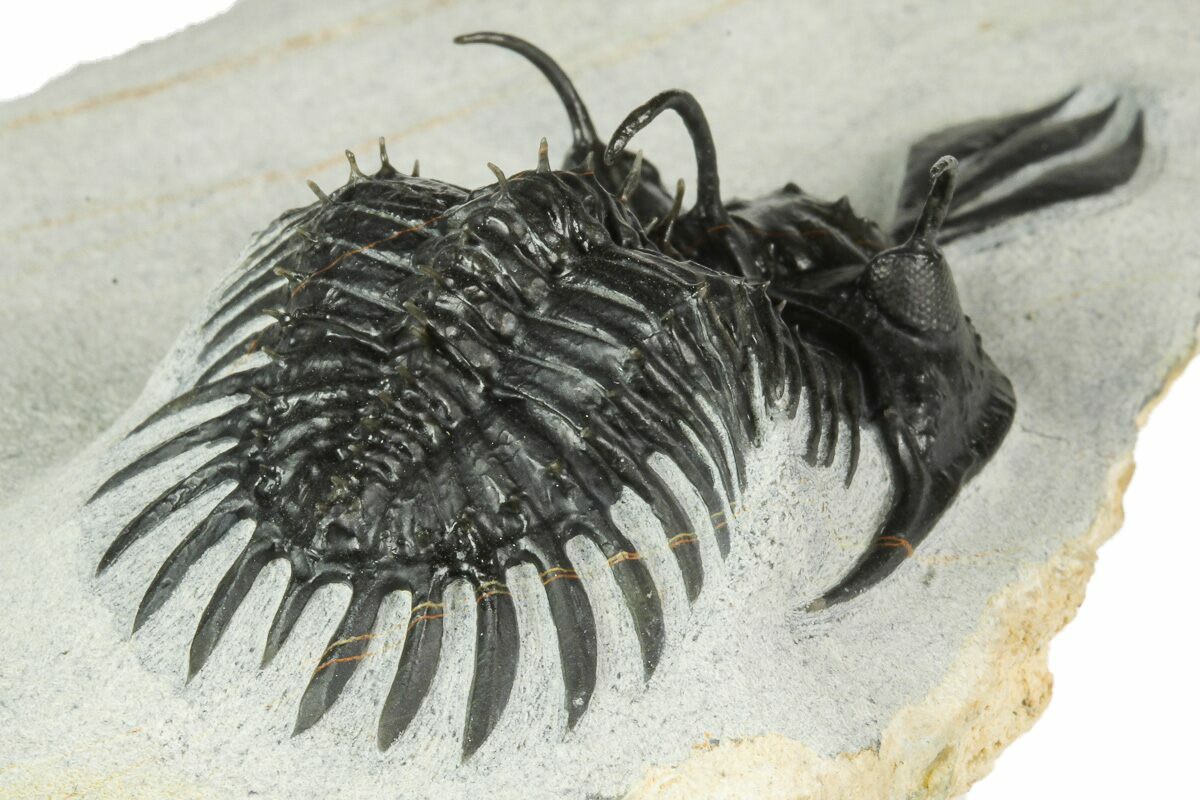 2.4" Short Trident Walliserops Trilobite - Timrzit, Morocco (#179594 ...