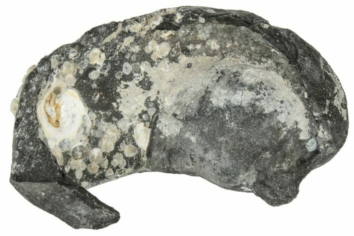 3.1" Fossil Whale Ear Bone - Miocene (#177783) For Sale - FossilEra.com