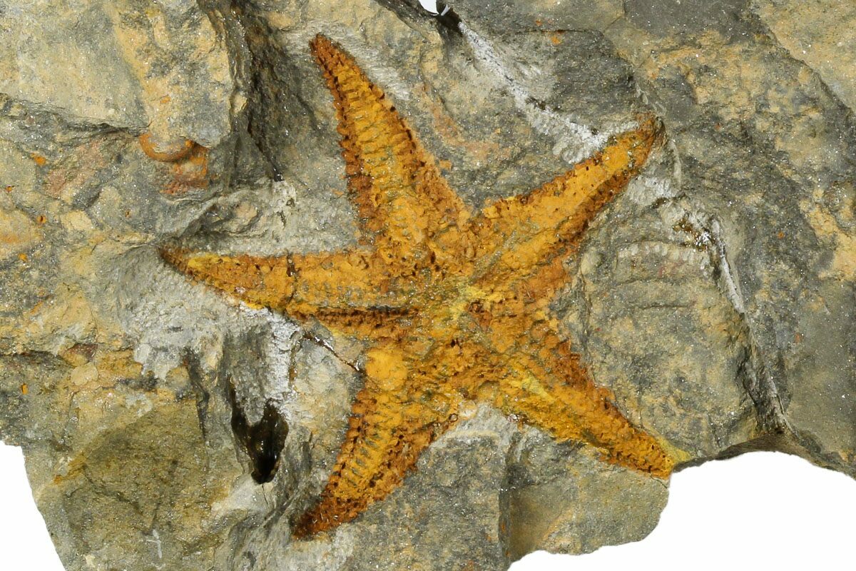 1.8" Ordovician Starfish (Petraster?) Fossil - Morocco (#187151) For ...