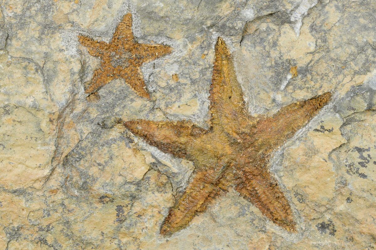 Two Ordovician Starfish (Petraster?) Fossils - Morocco (#187172) For ...