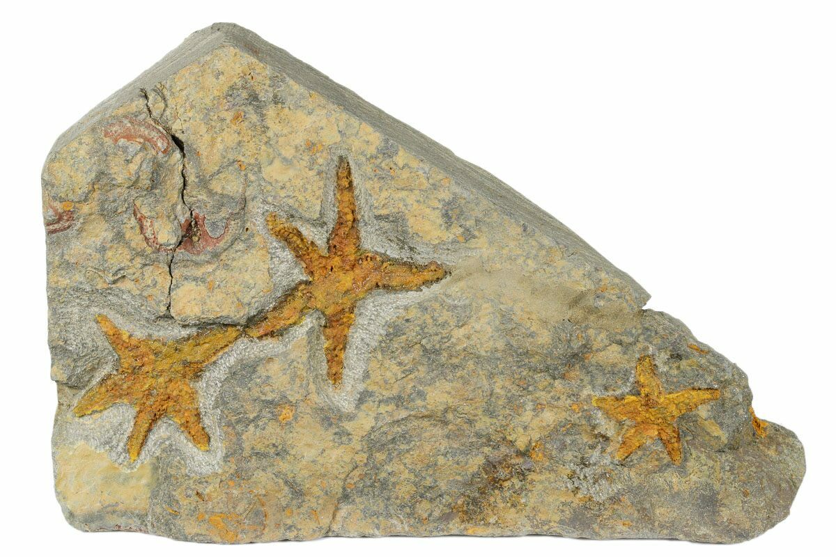 Three Ordovician Starfish (Petraster?) Fossils - Morocco (#187175) For ...