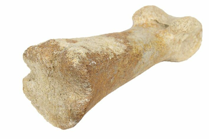 3.6" Pliocene Camel (Camelops?) Fossil Toe Bone - Kansas (#187514) For ...