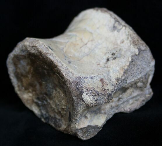 Large Phytosaurus Vertebrae - Redondasaurus (#2017) For Sale ...