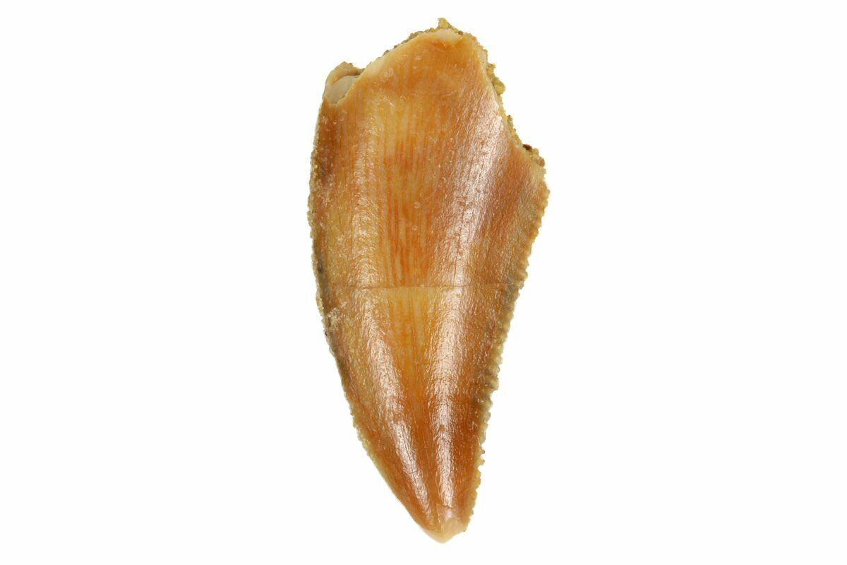 Serrated, .62" Raptor Tooth - Real Dinosaur Tooth (#186145) For Sale ...