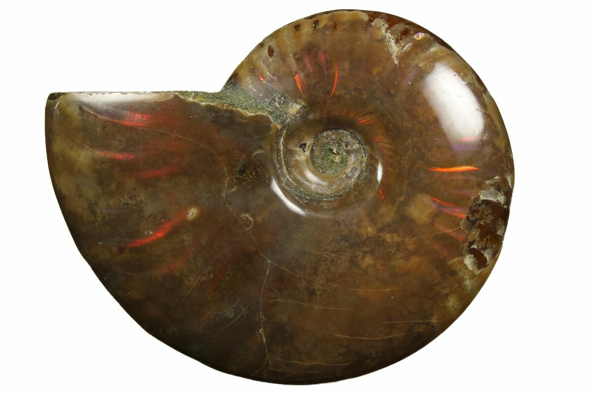 2.4" Red Flash Ammonite Fossil - Madagascar (#187258) For Sale ...