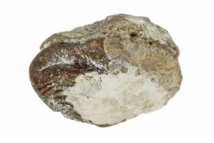 .3" Fossil Crusher Shark (Ptychodus) Tooth - Kansas (#187540) For Sale ...