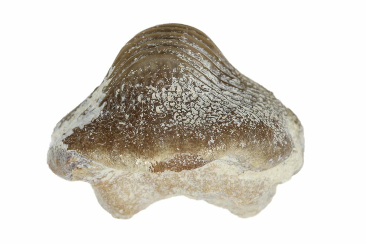 .65" Fossil Crusher Shark (Ptychodus) Tooth - Kansas (#187561) For Sale ...