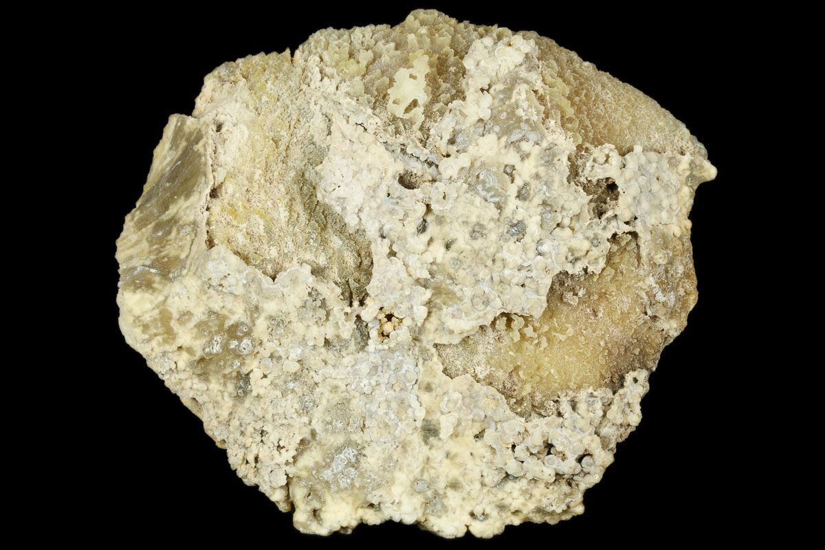 5.1" Agatized Fossil Coral Geode - Florida (#187990) For Sale ...