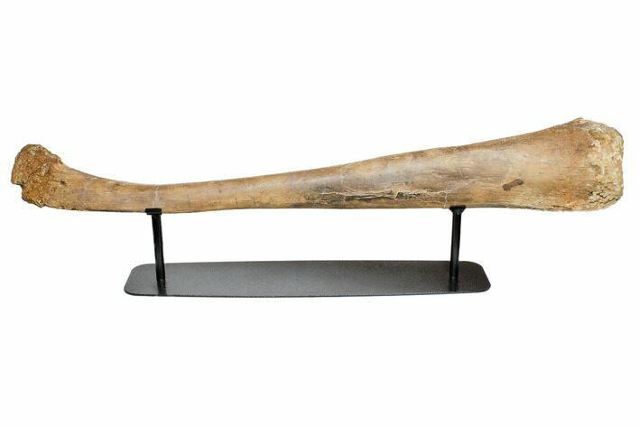 33" Fossil Hadrosaur (Lambeosaur) Fibula - Judith River Formation ...
