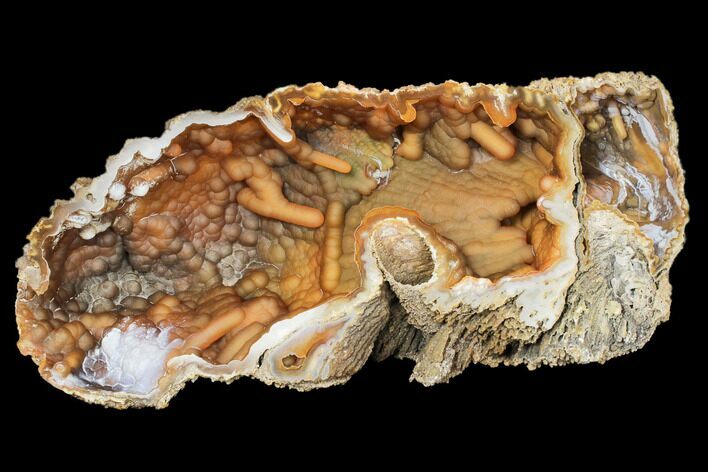 13.5" Gorgeous, Agatized Fossil Coral Geode - Florida (#188147) For ...