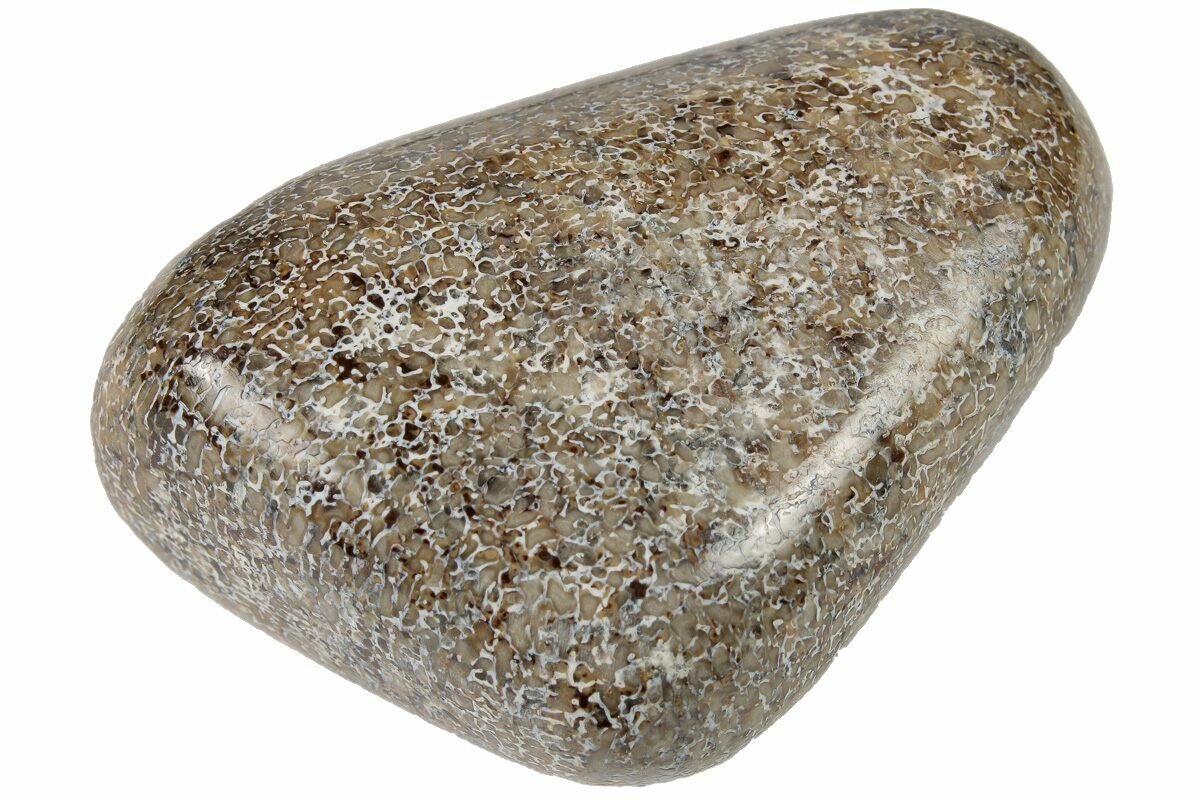 2.1" Polished Dinosaur Bone (Gembone) - Morocco (#190027) For Sale ...