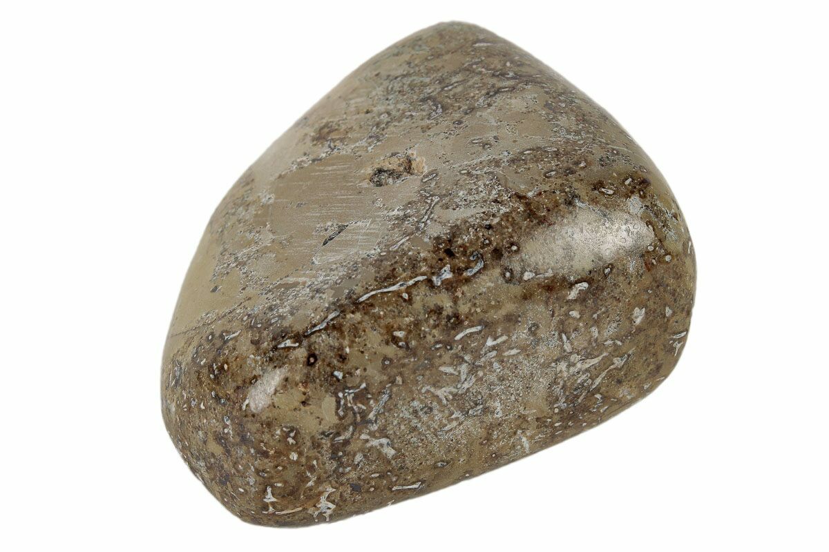 1.5" Polished Dinosaur Bone (Gembone) - Morocco (#190037) For Sale ...