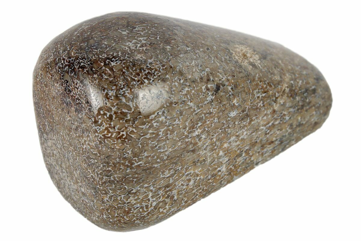 2" Polished Dinosaur Bone (Gembone) - Morocco (#190038) For Sale ...